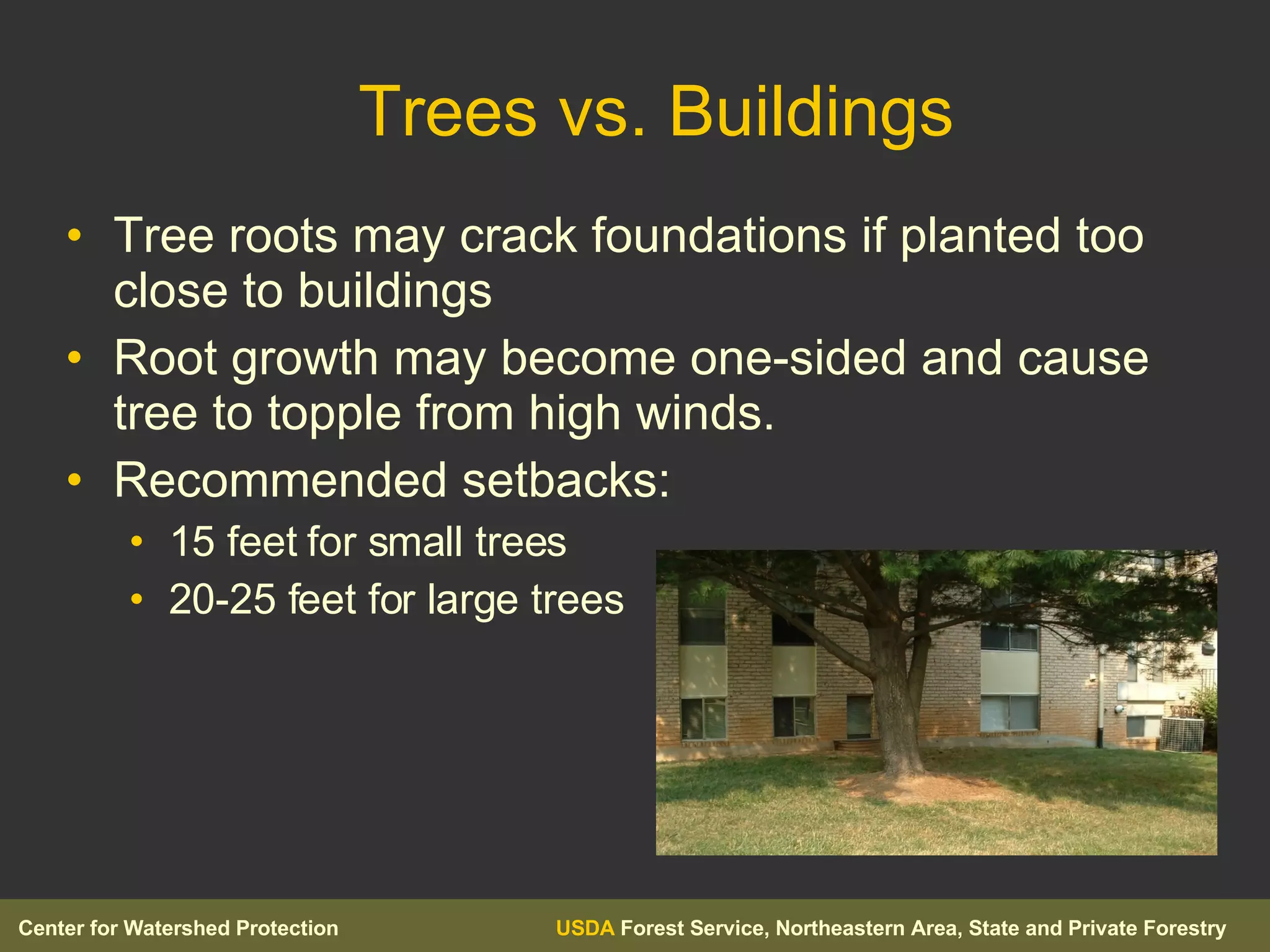 Planting Trees in Urban Areas | PPT