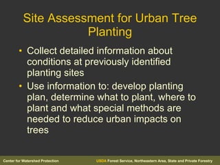 Planting Trees in Urban Areas | PPT