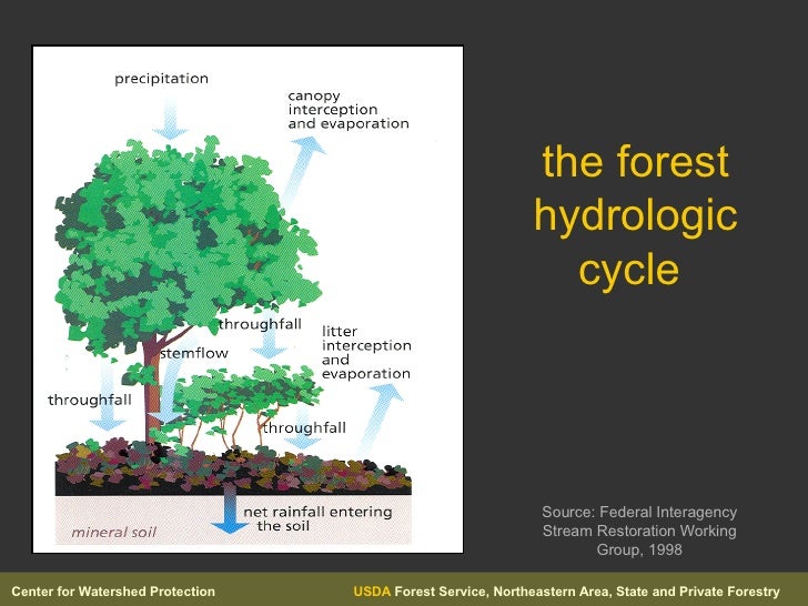 Urban Watershed Forestry Concepts