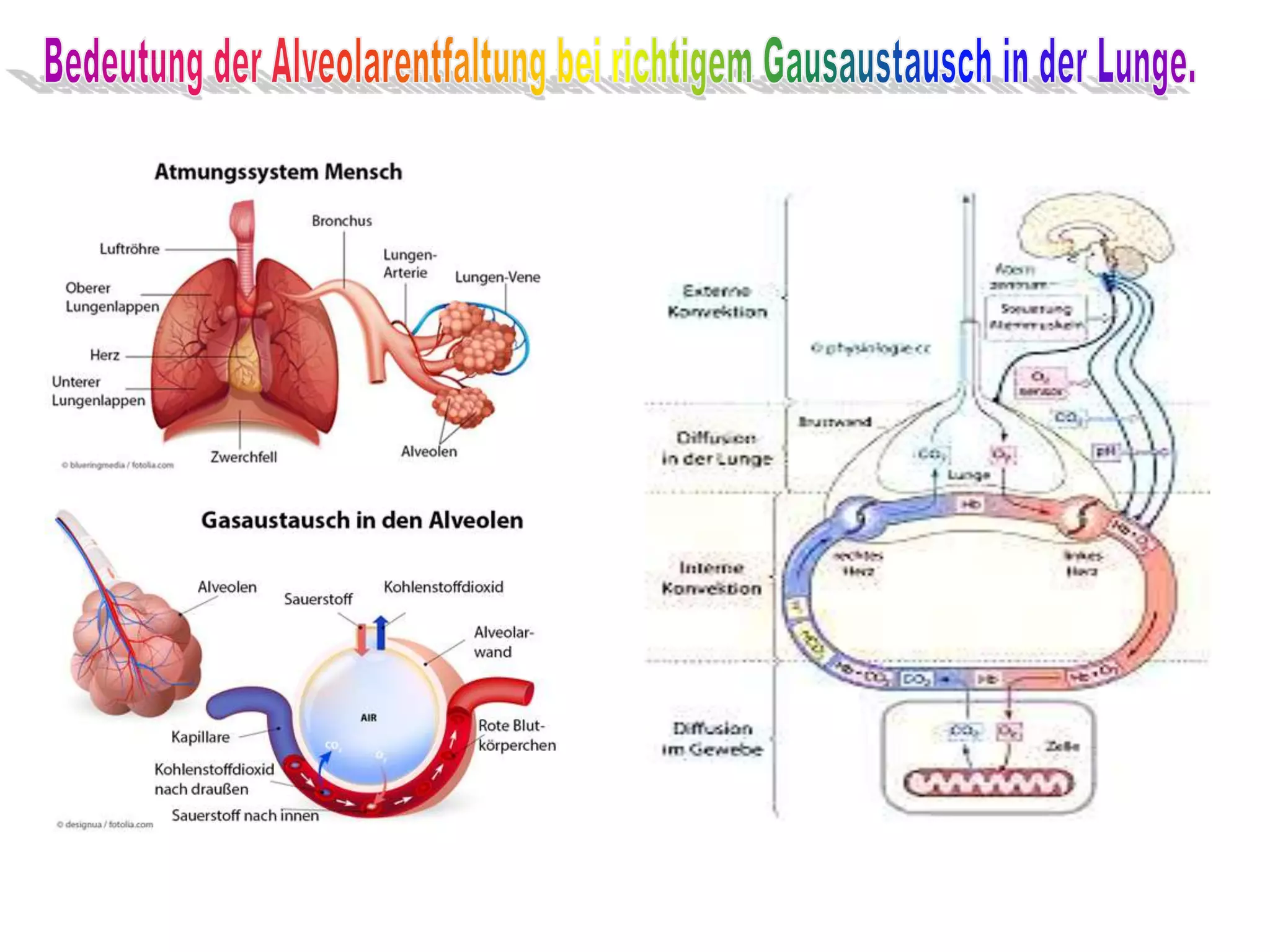 Was Löst Eine Alveolitis Aus? | Was ist alveolitis sicca? – AWPWUU
