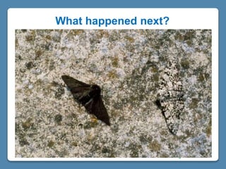 Form fits function | PPTX