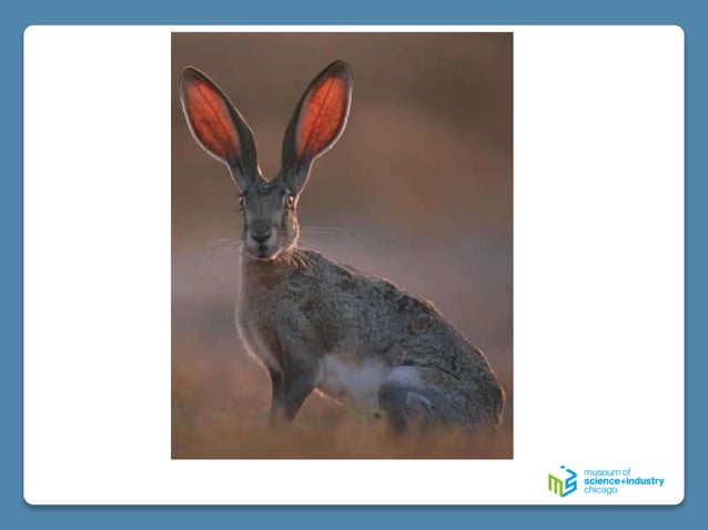 Form fits function | PPTX