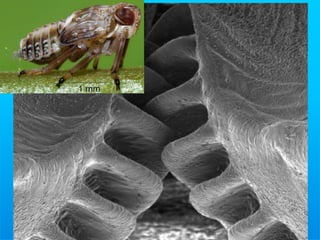 Form fits function | PPTX