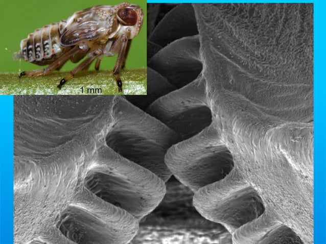 Form fits function | PPTX