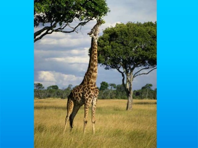 Form fits function | PPTX