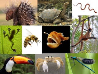 Form fits function | PPTX