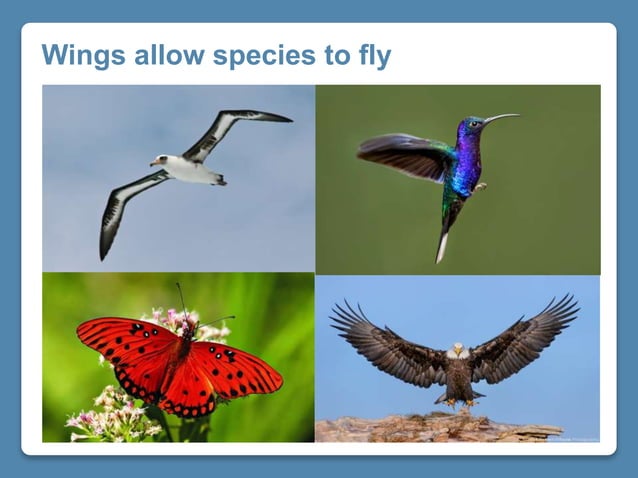 Form fits function | PPTX