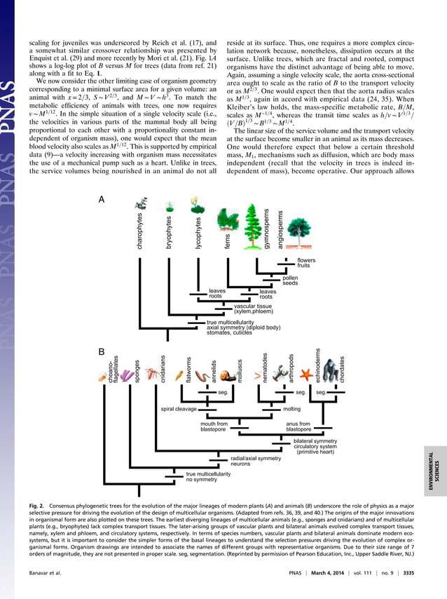 Form, function, and evolution of living organisms | PDF