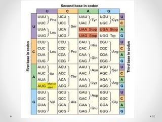 Form gene to protein and bingo | PPTX
