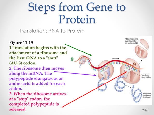 Form gene to protein and bingo | PPTX