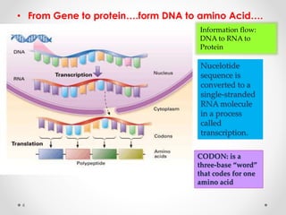 Form gene to protein and bingo | PPTX