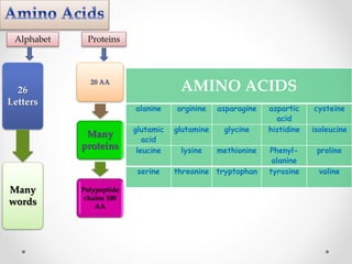 Form gene to protein and bingo | PPTX