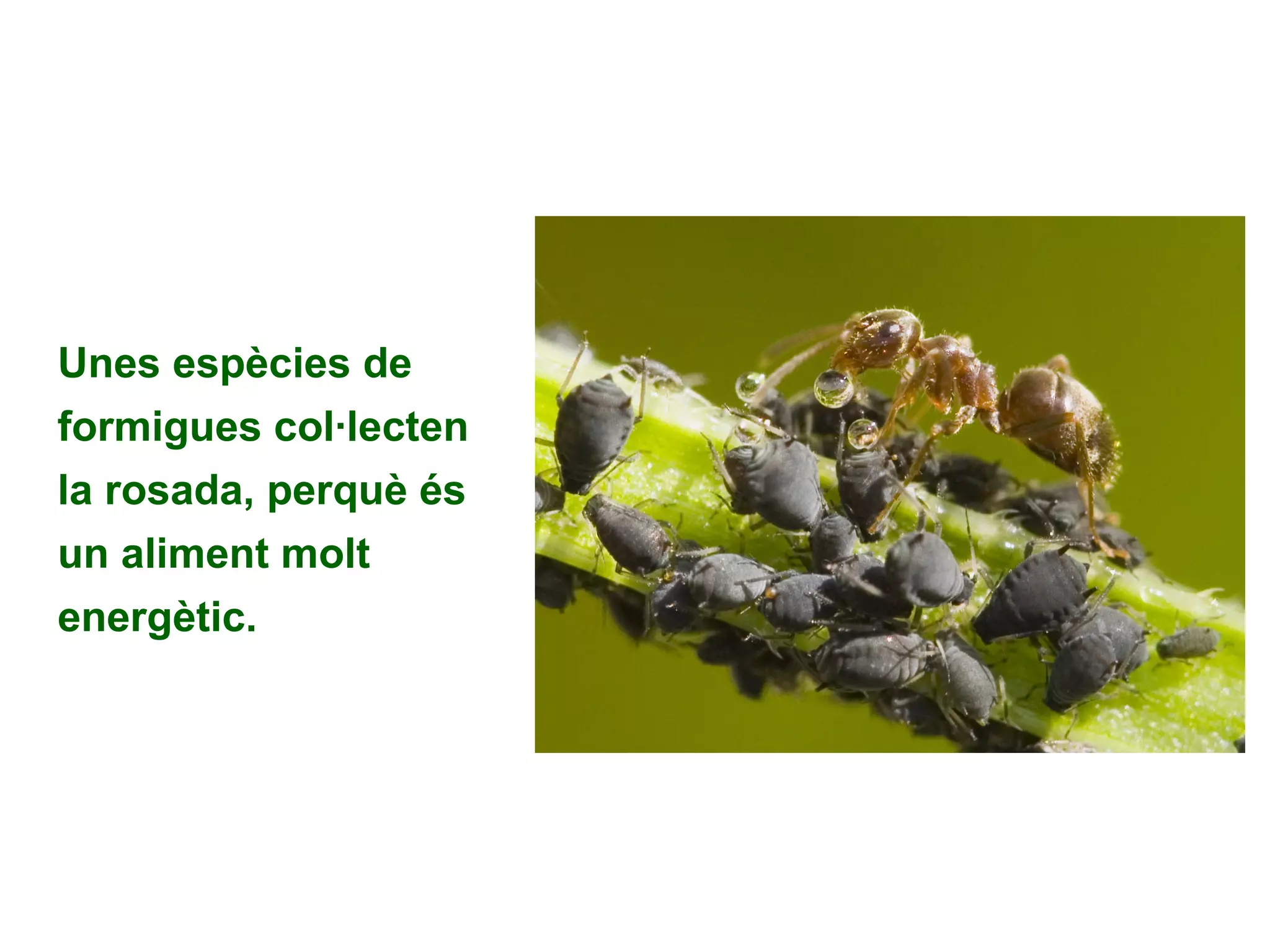 Formigues | PPT
