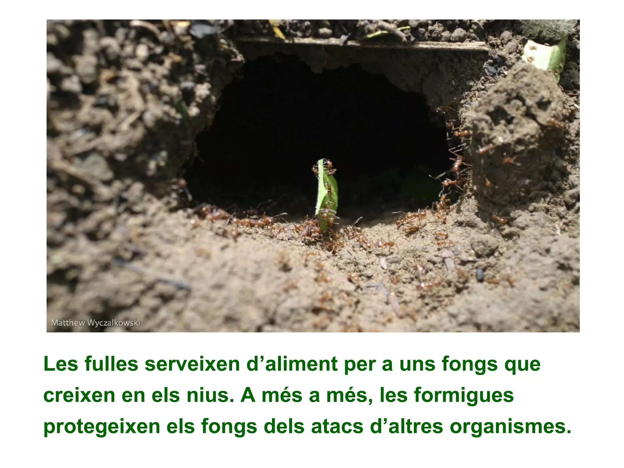 Formigues | PPT