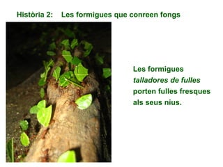 Formigues | PPT