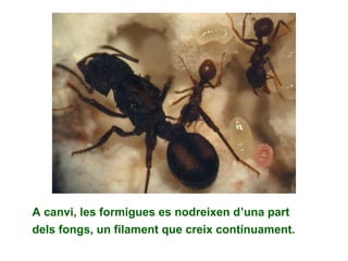 Formigues | PPT