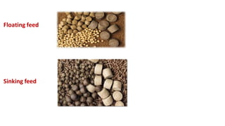 Forms of feed in fish.pptx