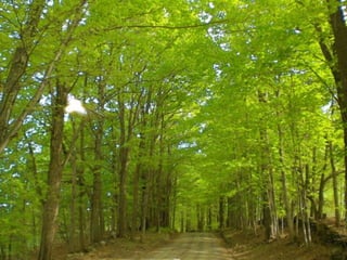 Universally Usable Web Forms | PPTX | Web Design and HTML | Internet