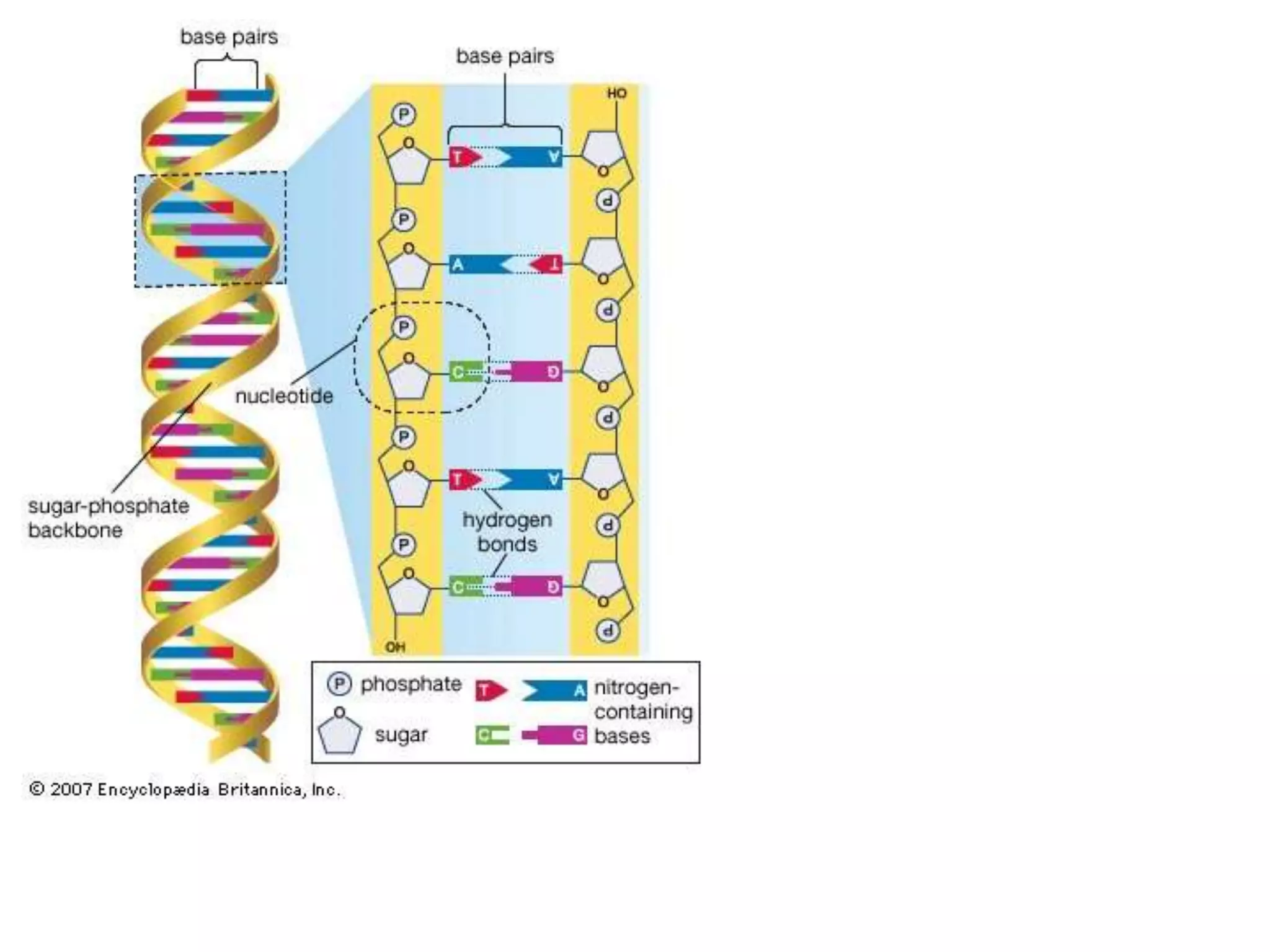 FORMS OF DNA | PPTX