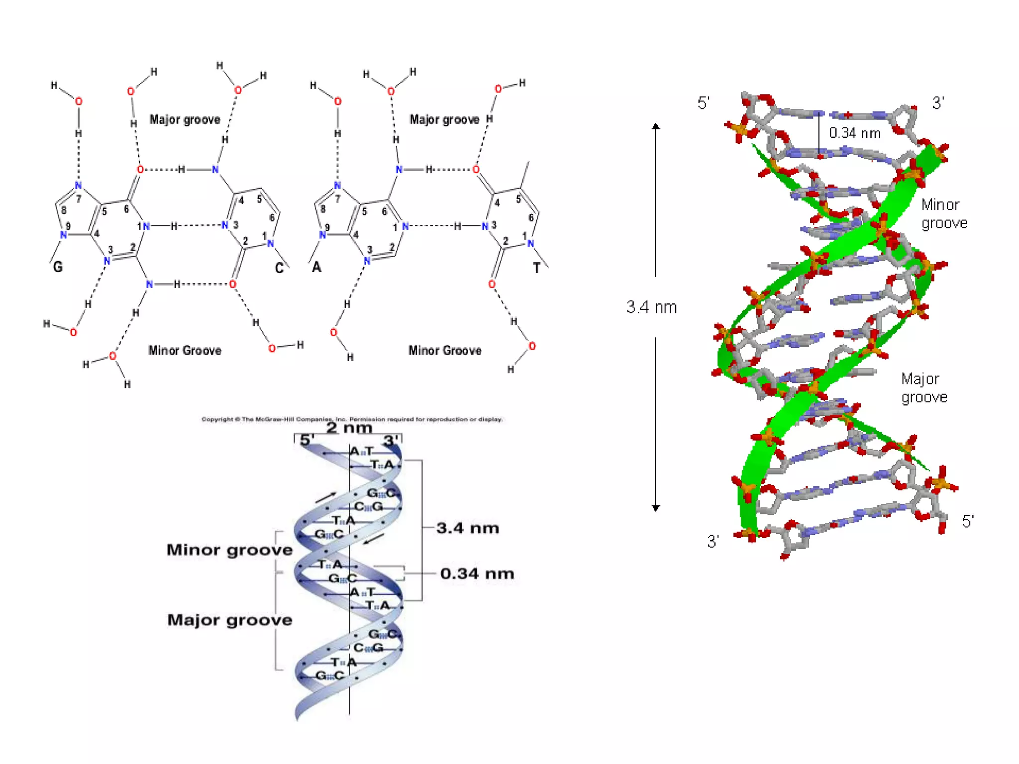 FORMS OF DNA | PPTX