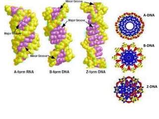 FORMS OF DNA | PPTX