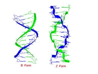 FORMS OF DNA | PPTX