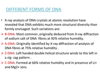 FORMS OF DNA | PPTX