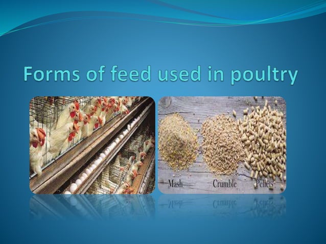 Forms of feed used in poultry | PPTX