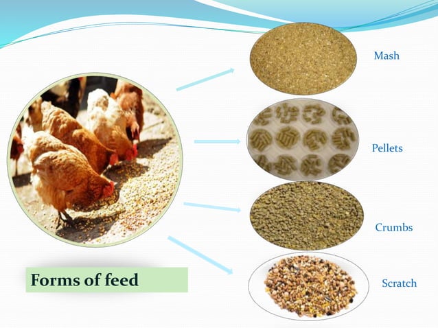 Forms of feed used in poultry | PPTX