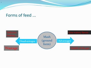 Forms of feed used in poultry | PPTX