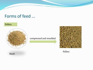 Forms of feed used in poultry | PPTX