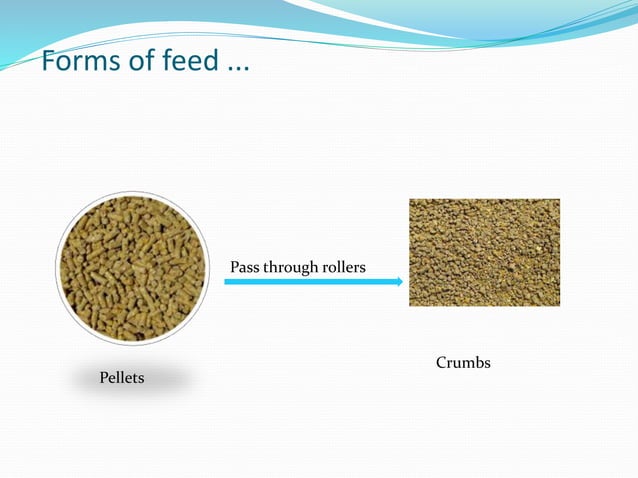 Forms of feed used in poultry | PPTX