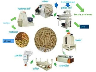 Forms of feed used in poultry | PPTX