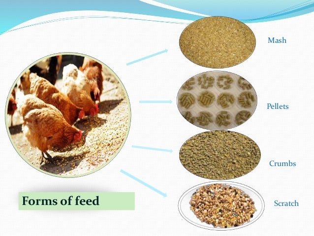 Forms of feed used in poultry