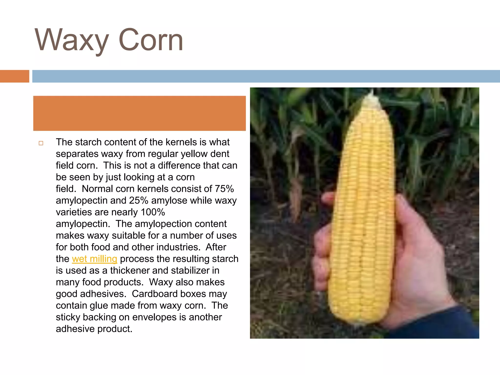 Forms of maize A Presentation By Mr Allah Dad Khan Visiting Professor ...