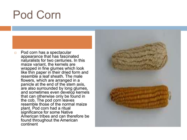 Forms of maize A Presentation By Mr Allah Dad Khan Visiting Professor ...
