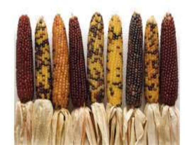 Forms of maize A Presentation By Mr Allah Dad Khan Visiting Professor ...