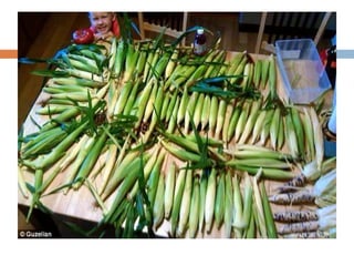 Forms of maize A Presentation By Mr Allah Dad Khan Visiting Professor ...