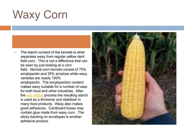 Forms of maize A Presentation By Mr Allah Dad Khan Visiting Professor ...