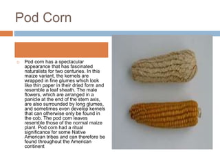 Forms of maize A Presentation By Mr Allah Dad Khan Visiting Professor ...