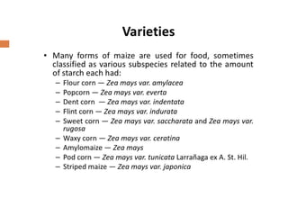Forms of maize A Presentation By Mr Allah Dad Khan Visiting Professor ...