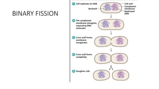 FORMS OF REPRODUCTION IN PROKARYOTES.pptx