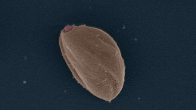 Forms of trypanosomatida | PPT