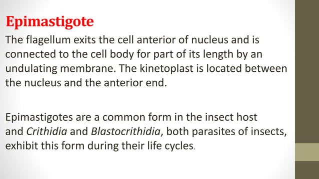 Forms of trypanosomatida | PPT