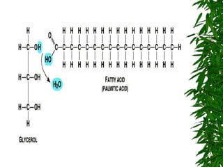 Formulas bioquimica | PPS