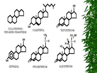 Formulas bioquimica | PPS