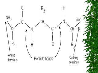 Formulas bioquimica | PPS