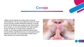Formulas dentales de los animales domésticos.pptx
