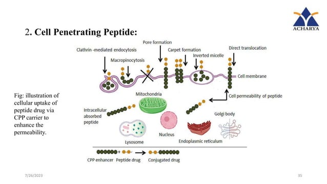 formulation and evaluation of delivery system of protein and peptide.pptx