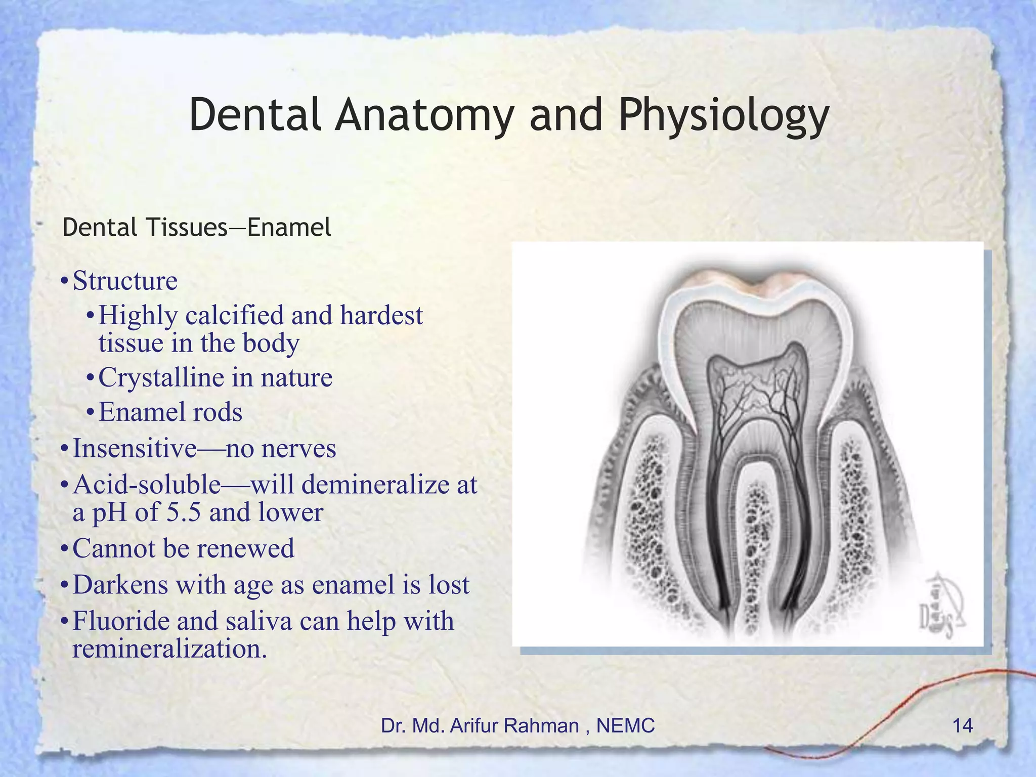 Basics of Dentistry | PPSX | Dental Health | Diseases and Conditions
